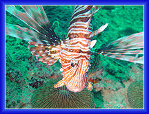 Blue Fin Diving: Malindi - Watamu , Kenia