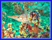 Blue Fin Diving: Malindi - Watamu , Kenia